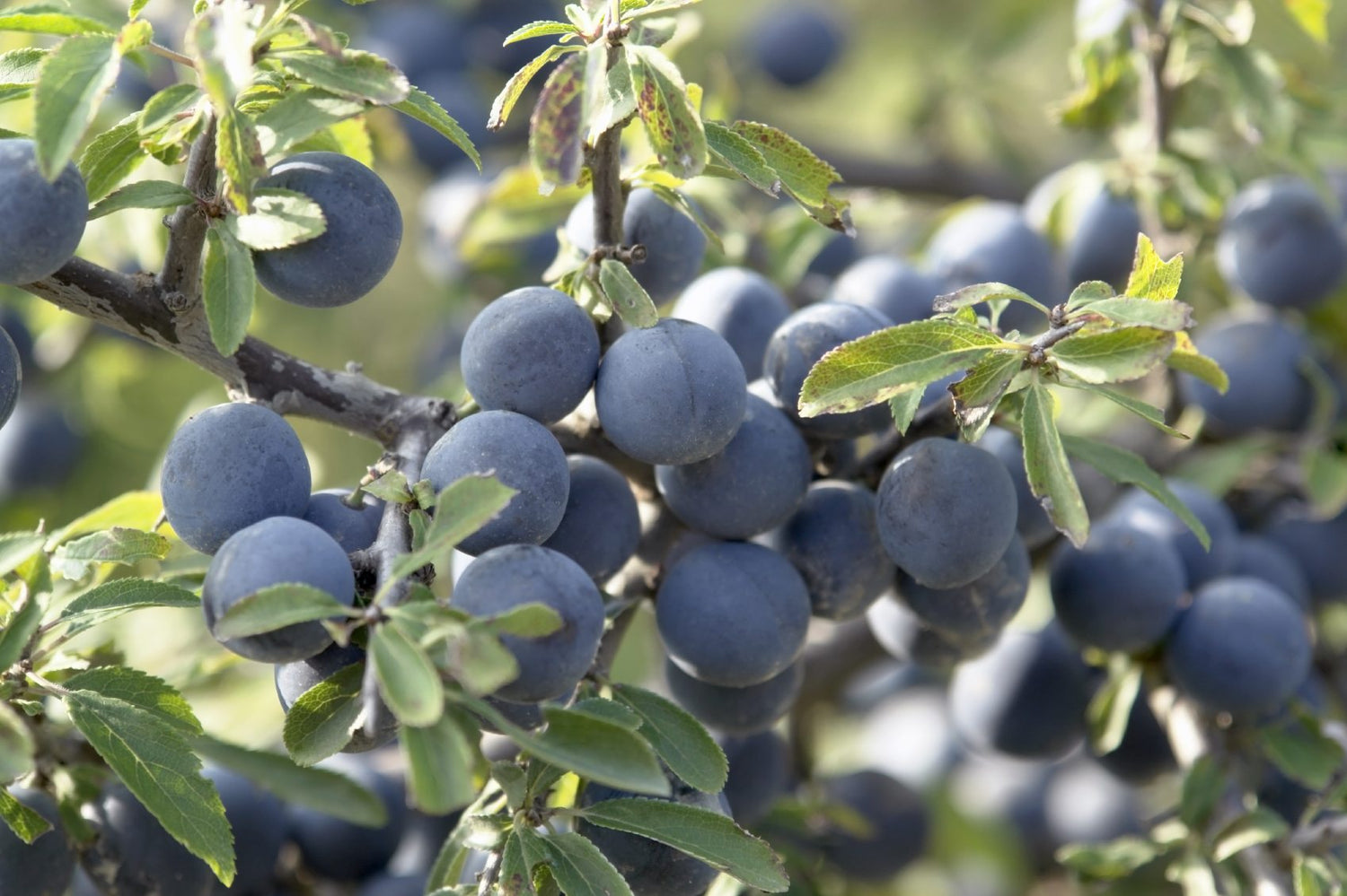 Sloe Berries – The Capital Distillery